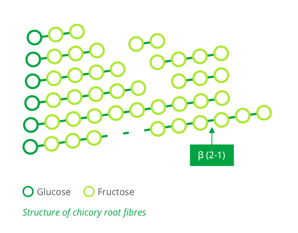 What are chicory root fibres - CEFI